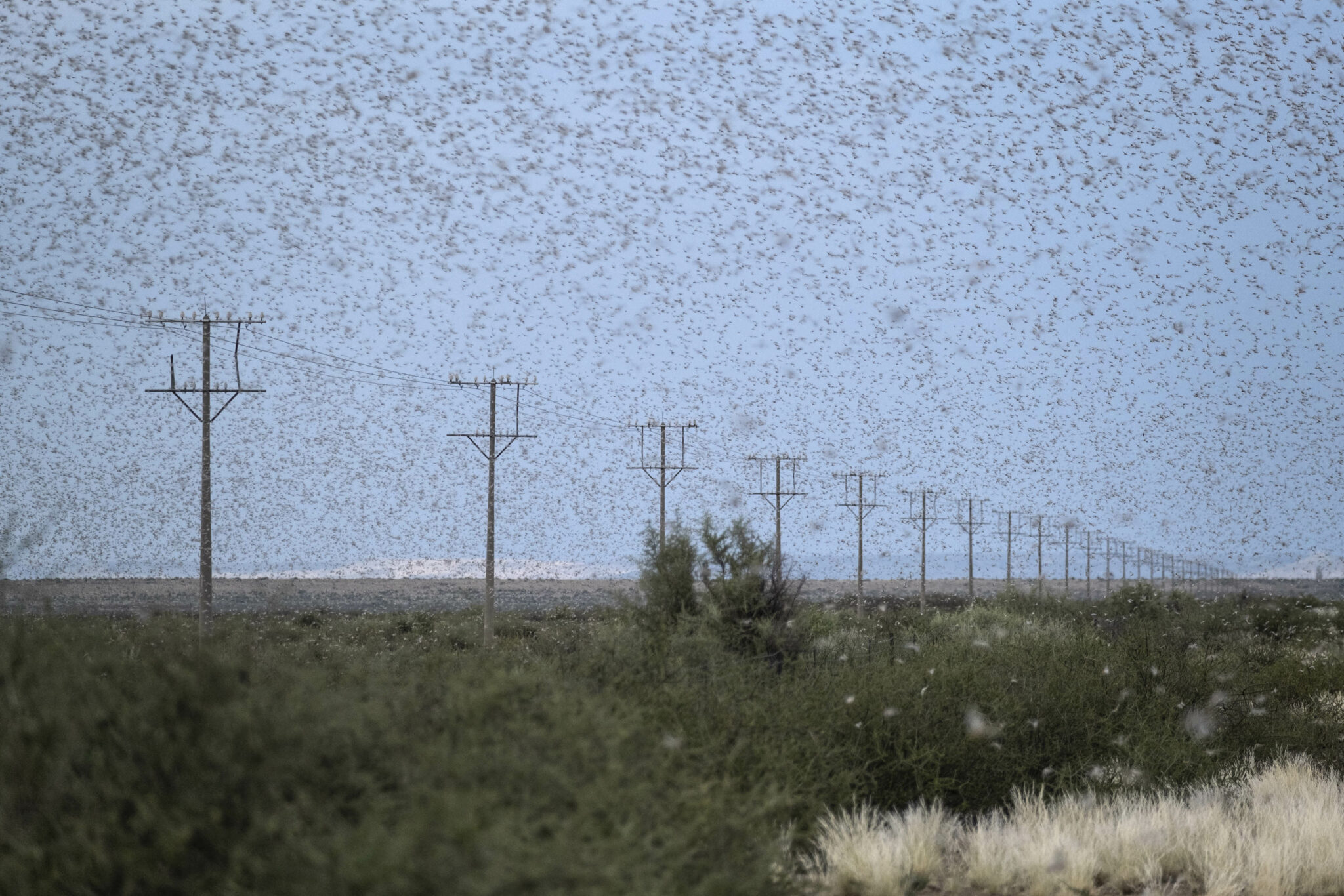 The damage is ‘immense’ from locust swarms – NC farmer – The Mail ...