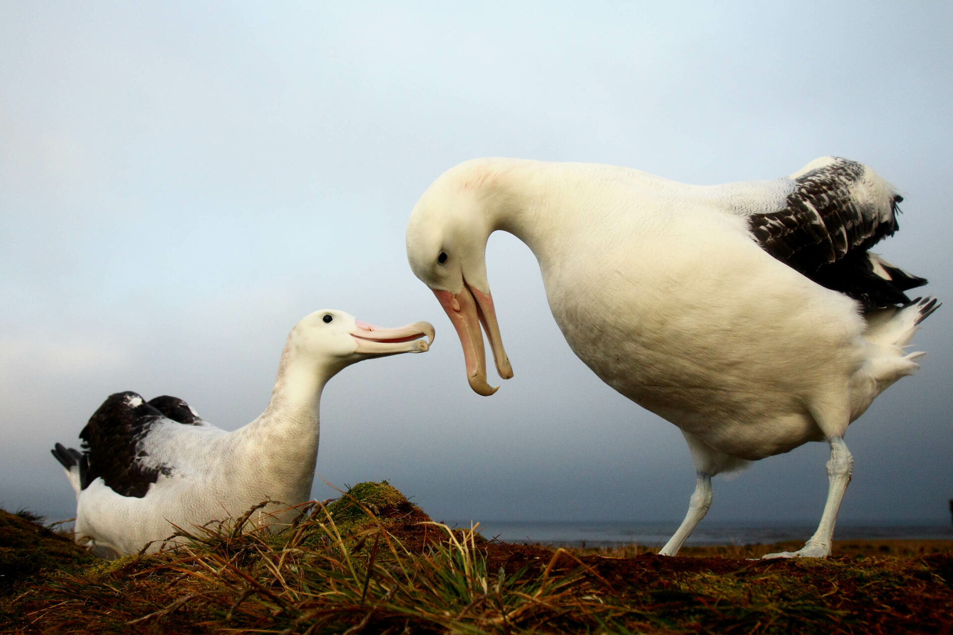 Tests confirm presence of high pathogenicity avian flu on South Africa ...
