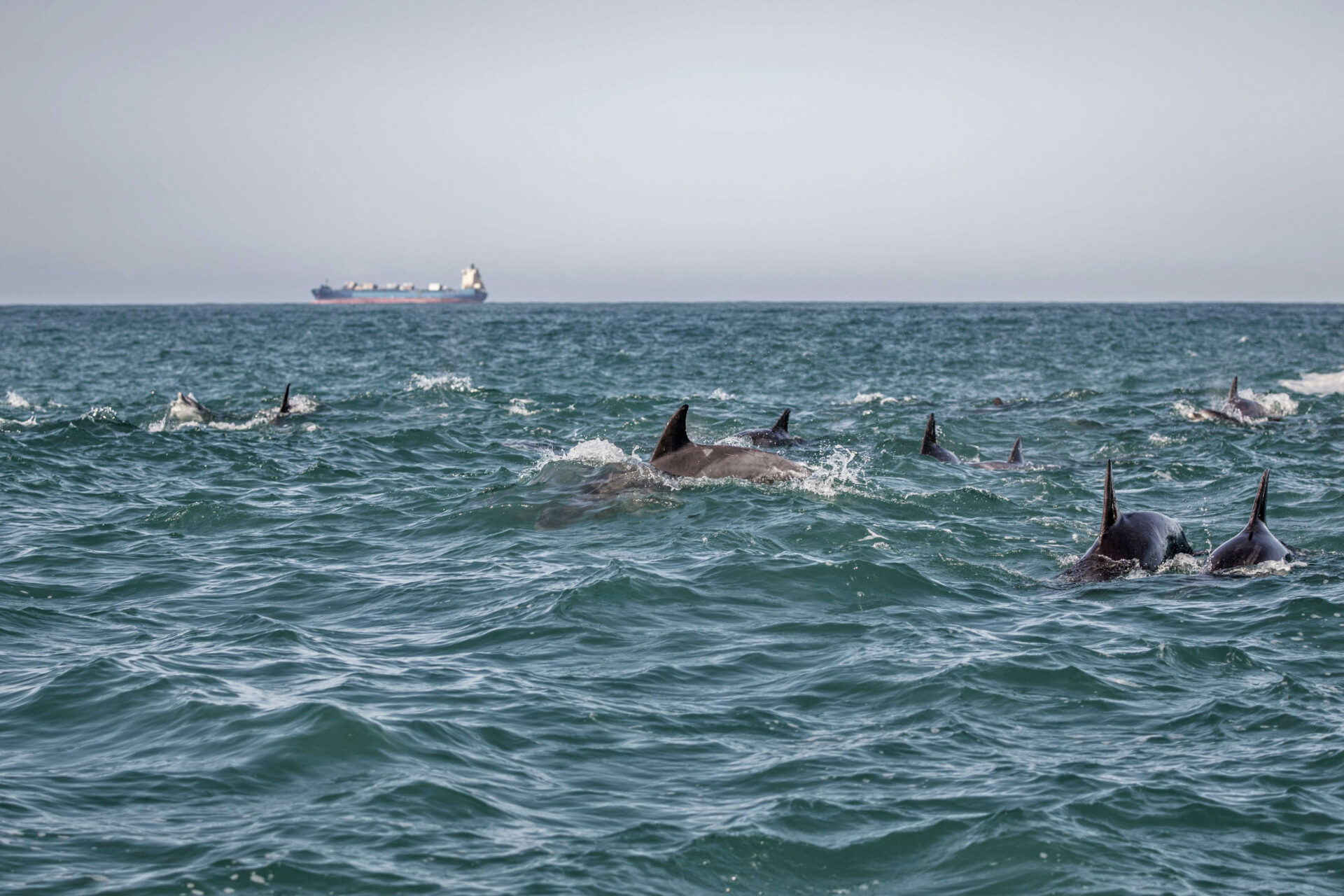 Moratorium lifted on ship-to-ship refuelling in Algoa Bay a threat to ...