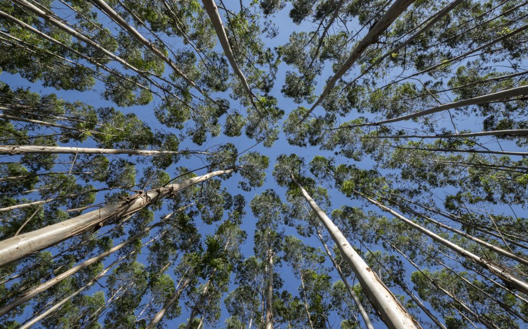 The little invasive beetle causing big problems for SA’s trees – The ...