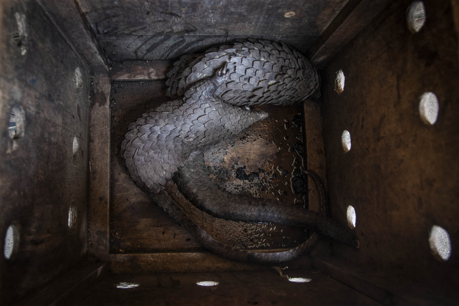 Uganda fights to stop pangolin poaching – The Mail & Guardian