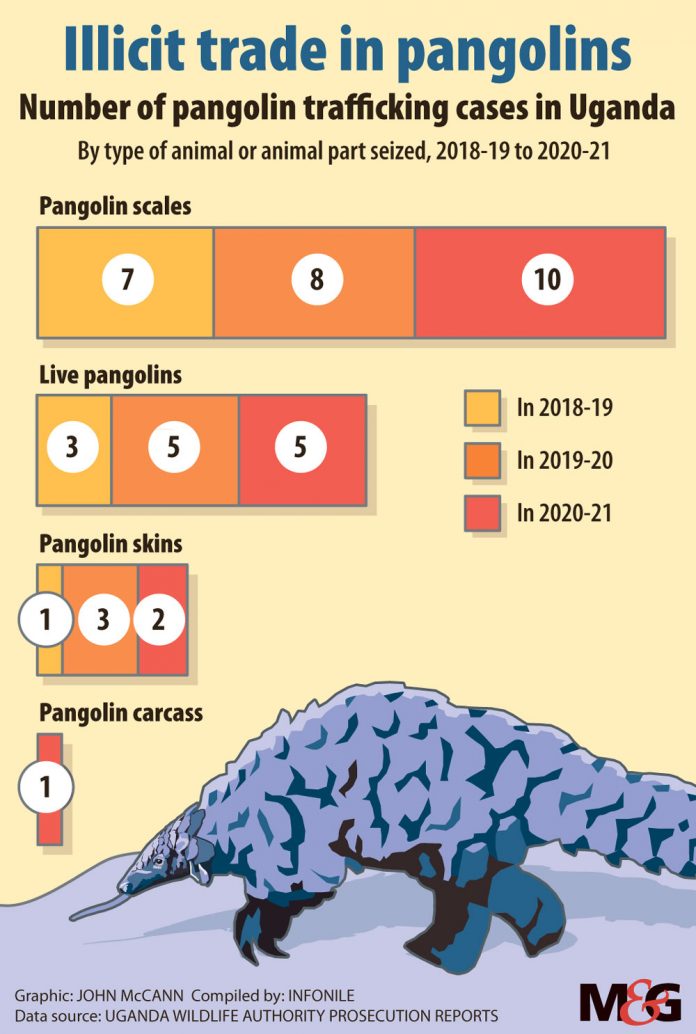 Uganda fights to stop pangolin poaching – The Mail & Guardian