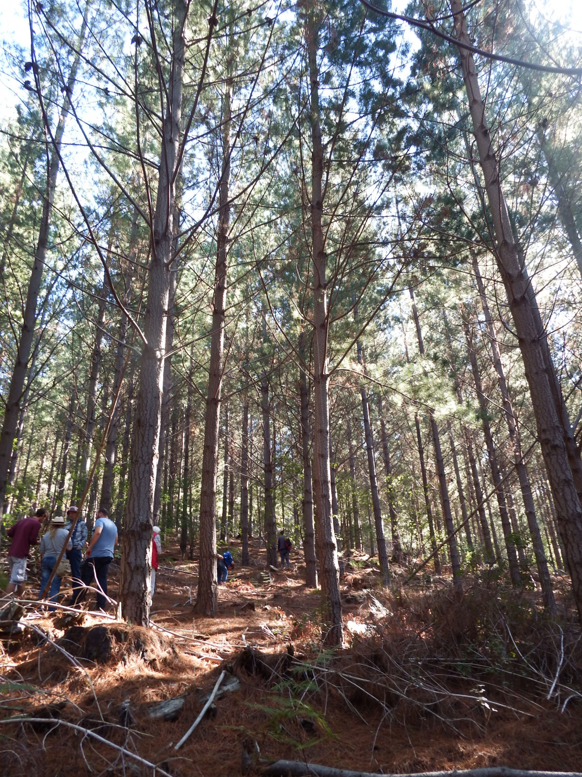 Forage for edible mushrooms in Cape Town – The Mail & Guardian