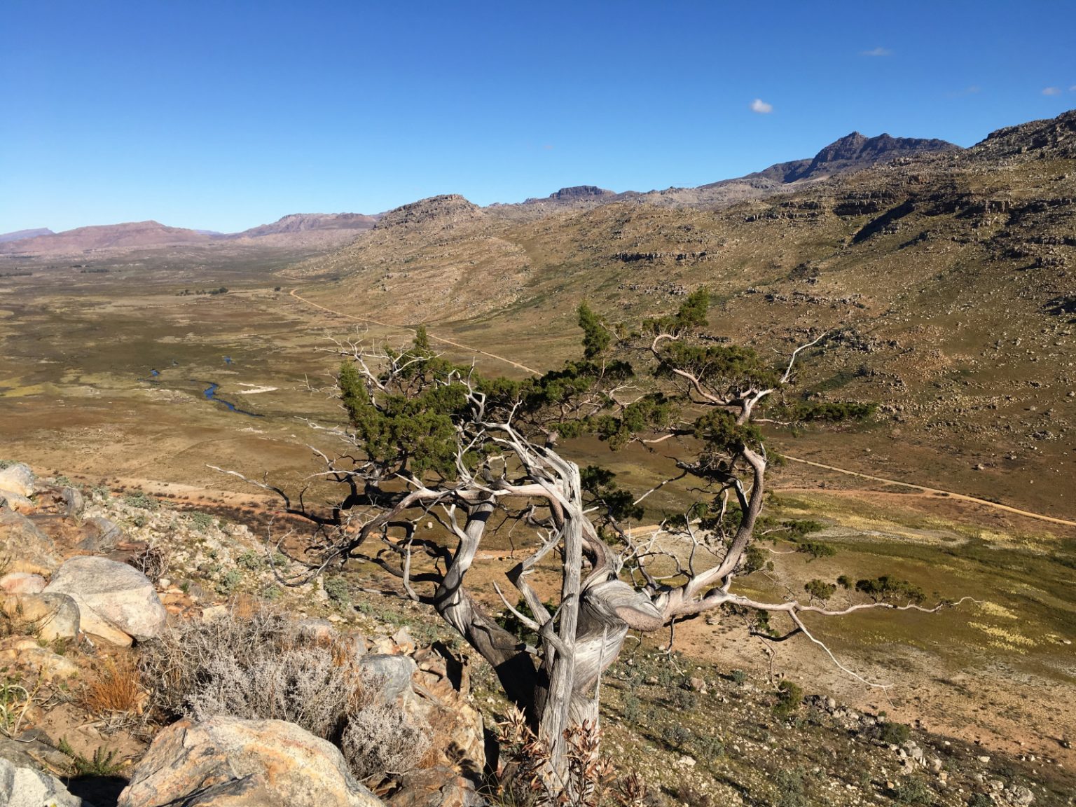 Drones are being used to help save the critically endangered ...