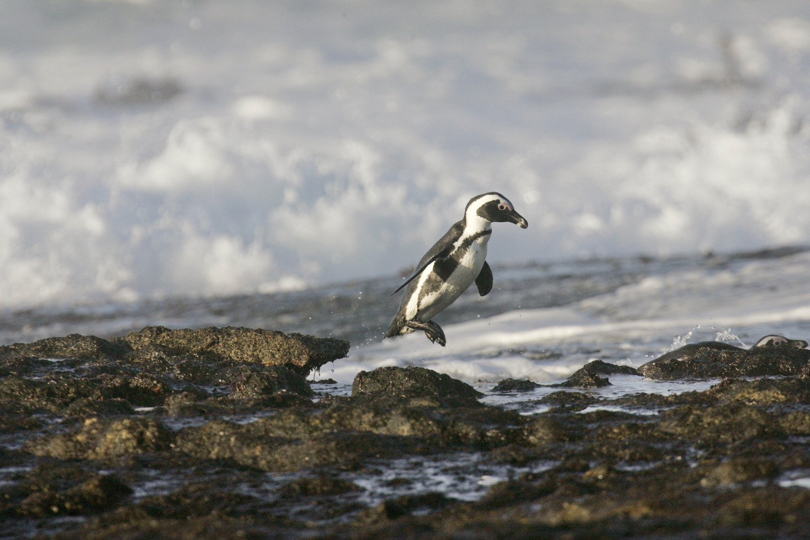 Shut-down of fishing around African penguin breeding colonies is ‘too ...