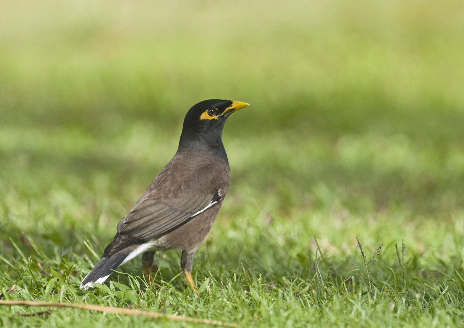 Indian mynas are taking wing in the Kruger National Park and scientists ...