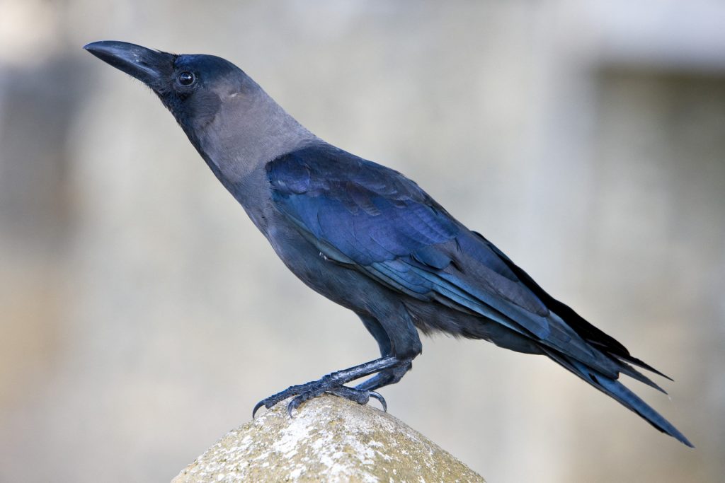 These are SA’s four worst invasive bird species - The Mail & Guardian