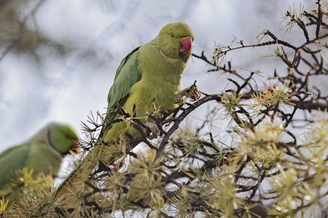 These are SA’s four worst invasive bird species – The Mail & Guardian