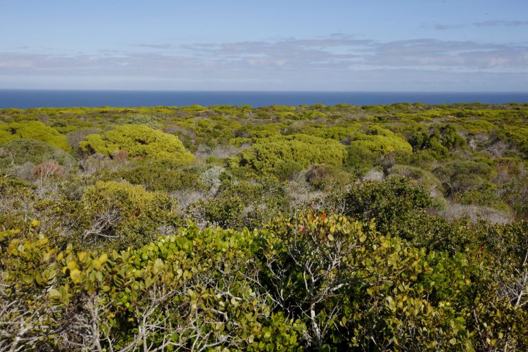 SA’s most threatened ecosystems are being mapped to safeguard them ...