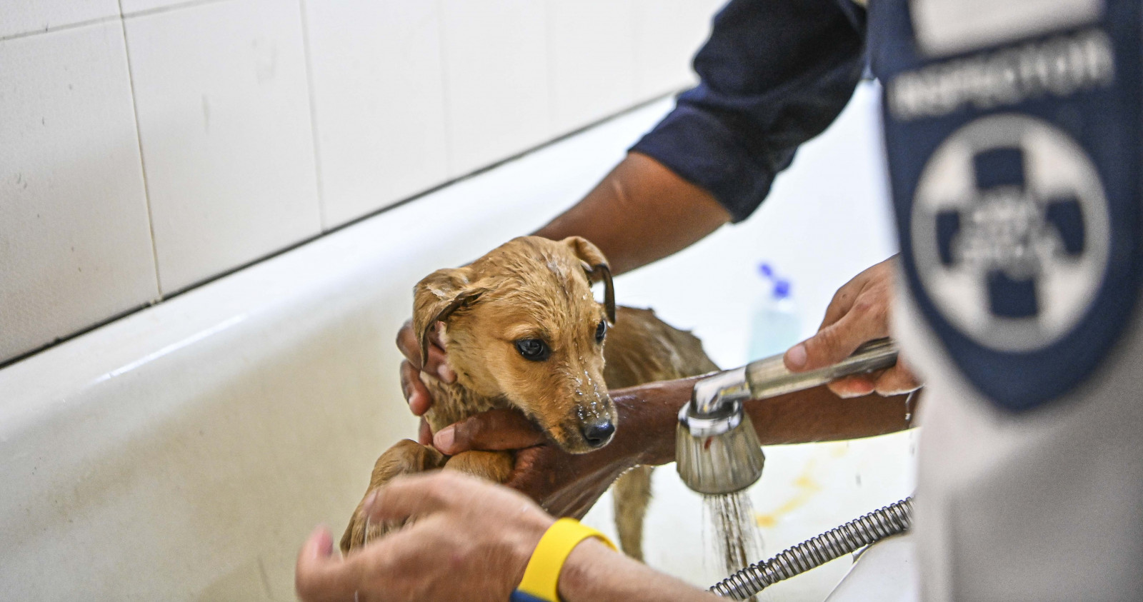 NSPCA in dire state as donations dwindle – The Mail & Guardian