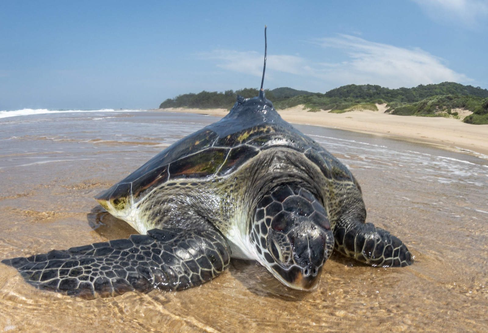 ‘Swimming sensation’ Maia the Turtle makes it to Mozambique with just ...