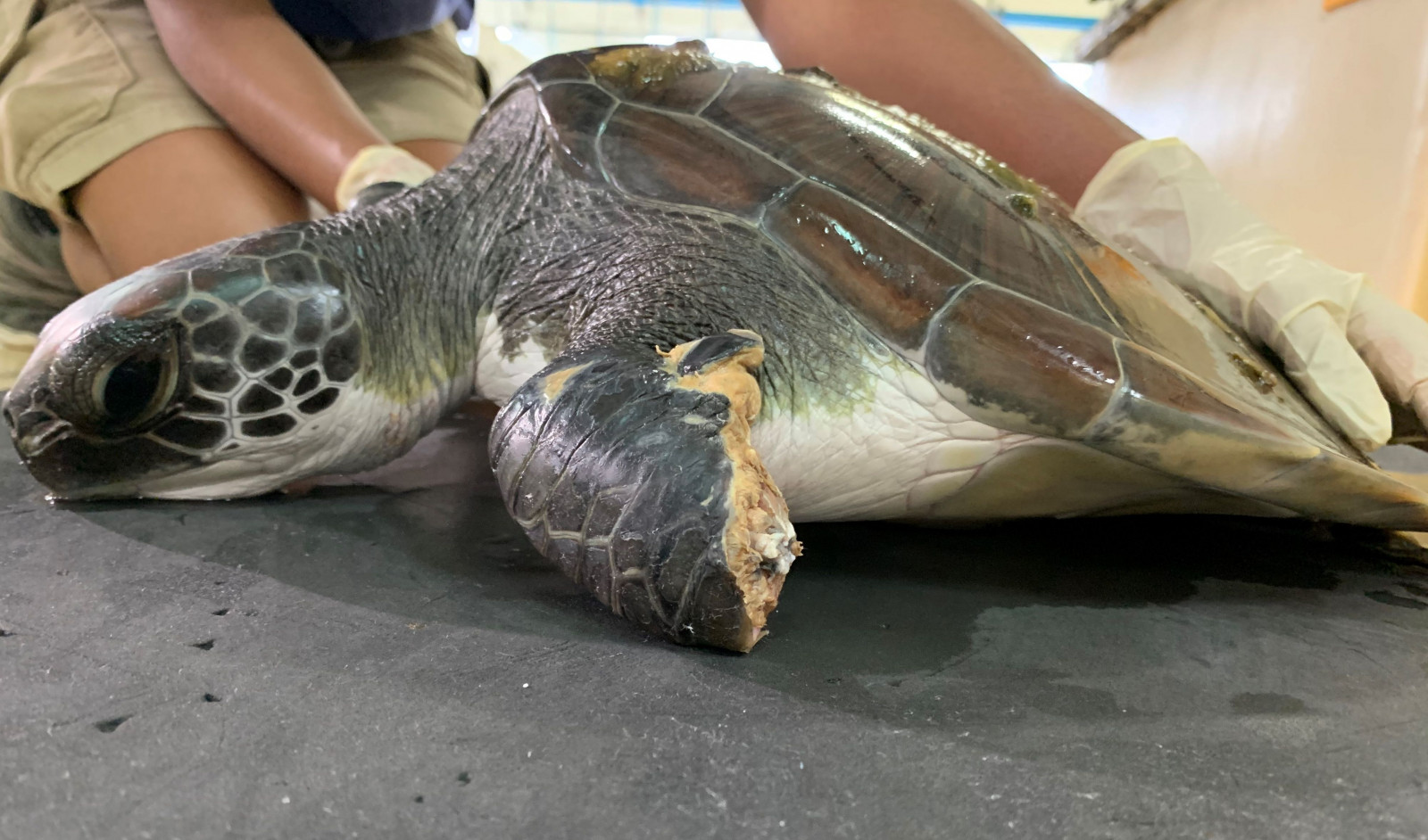 ‘Swimming sensation’ Maia the Turtle makes it to Mozambique with just ...