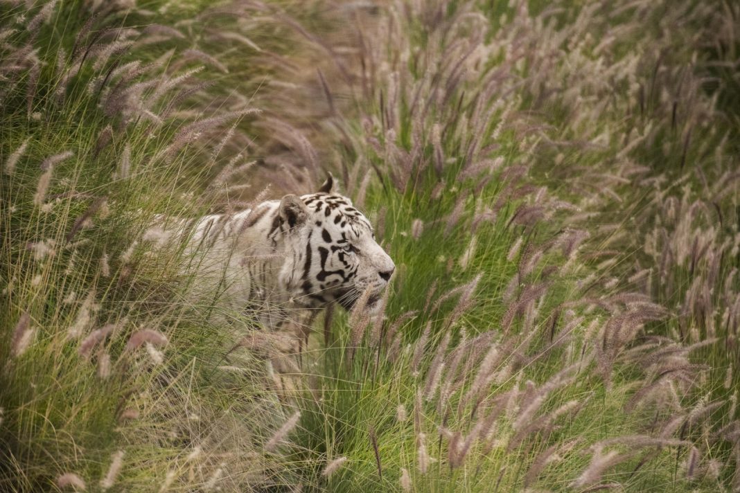 ‘Anyone can own a tiger in SA’: Tigers and the exotic pet trade – The ...