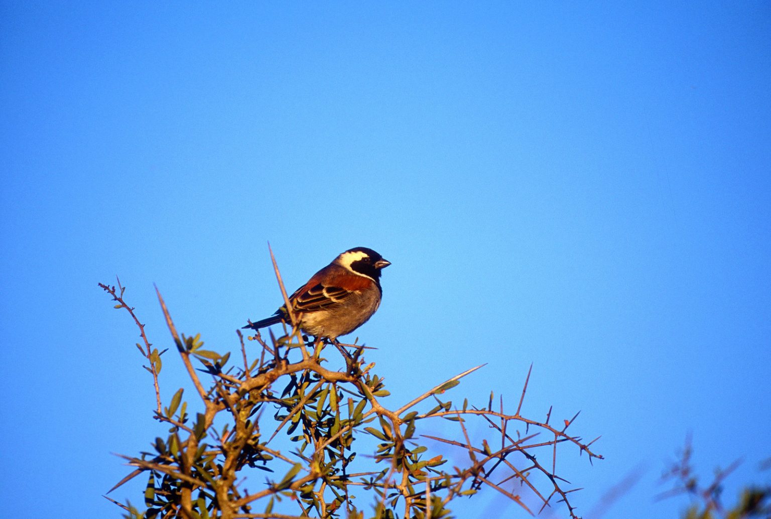 Bird conservation group compiles bird names list in isiZulu – The Mail ...