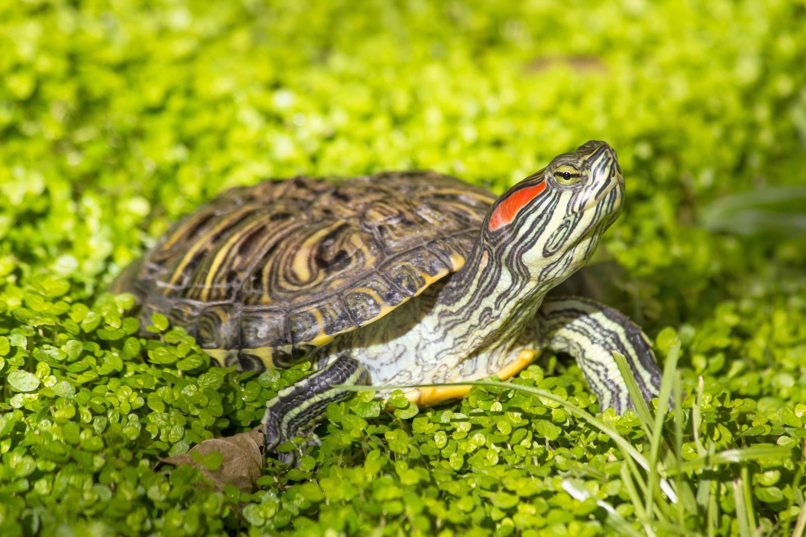 Red-eared slider turtles slip into SA, another invasive species – The ...