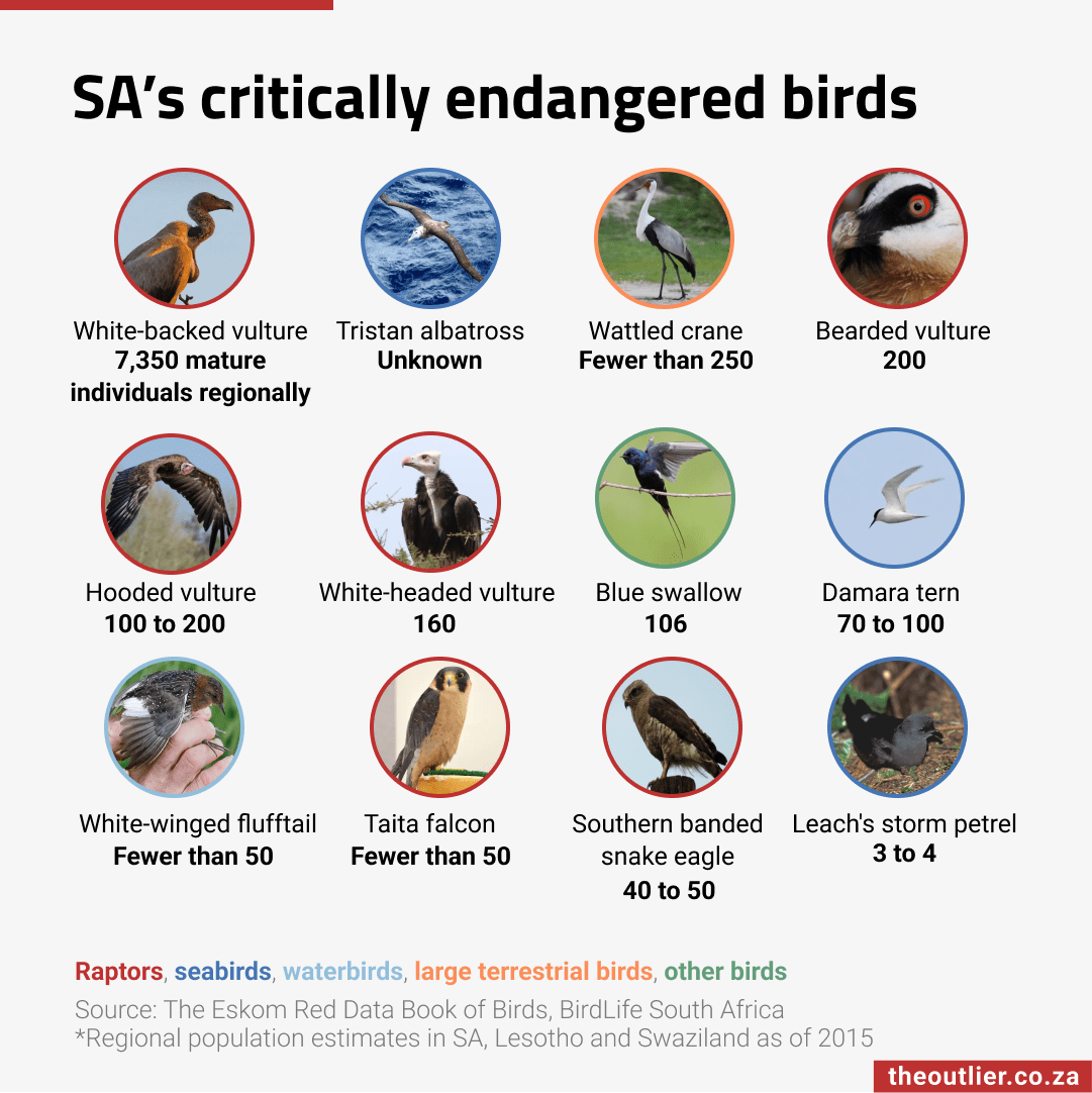 Meet the 2023 Bird of the Year: Cape Parrot, South Africa's Endemic ...
