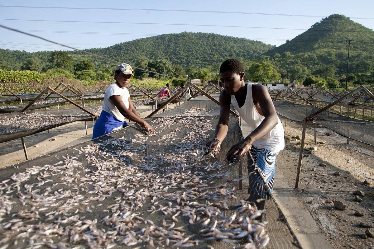 Overfishing depletes the Zambezi – The Mail & Guardian