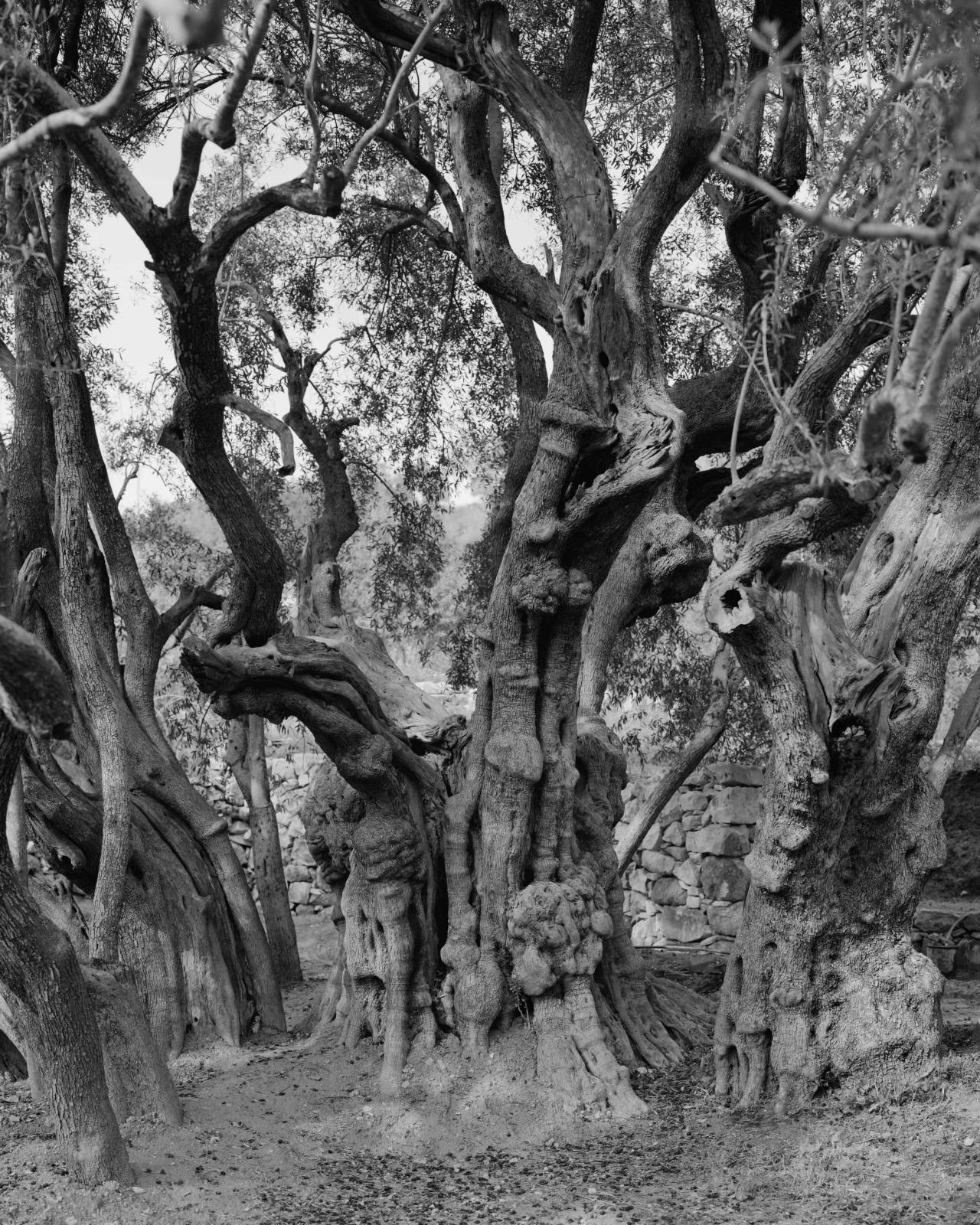 Olive Tree Black And White