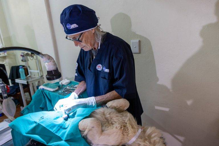 Four Paws, the People’s Dispensary for Sick Animals embark on dog ...