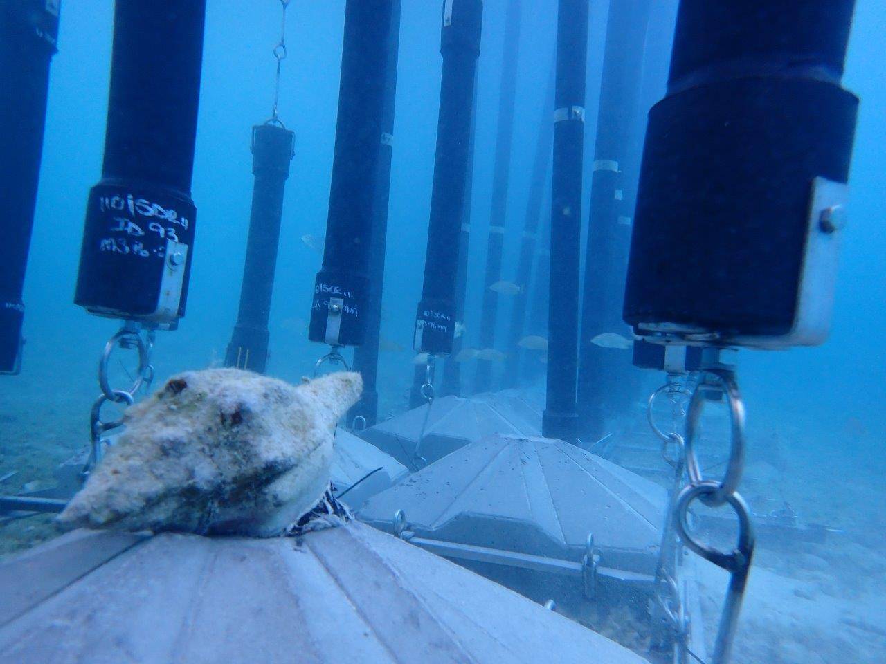 Shark barrier tech from South Africa installed in Bahamas – The Mail ...