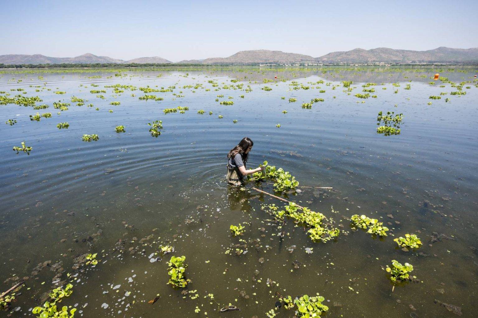 Tiny bugs reduce water hyacinth on Hartbeespoort Dam to 5% – The Mail ...