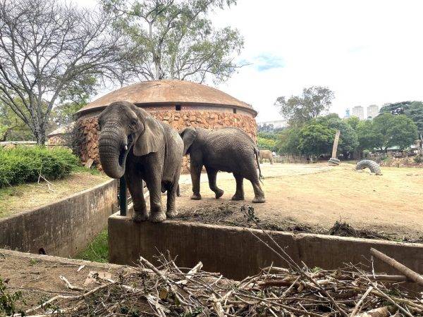 No evidence of animal neglect, says Joburg zoo, in response to online ...