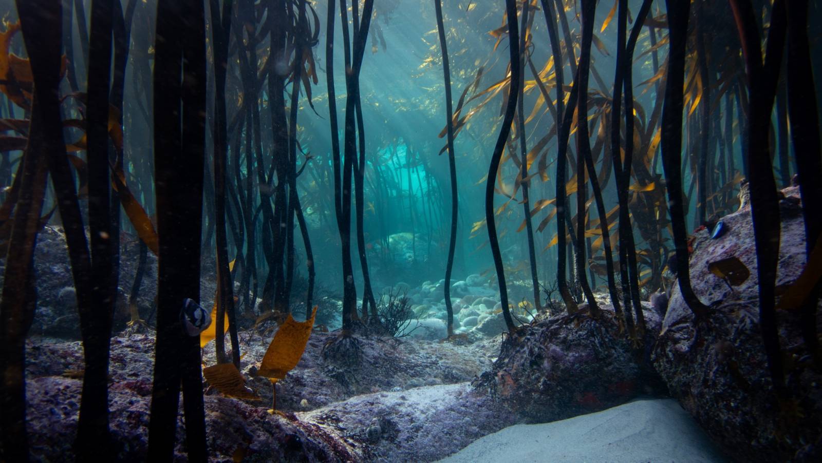 Researchers help safeguard unique kelp forests – The Mail & Guardian