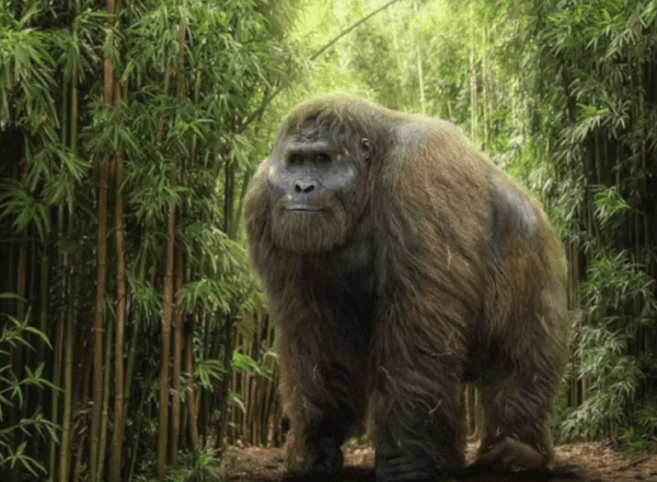 Biggest primate ever died off due to ‘huge mistake’ – The Mail & Guardian