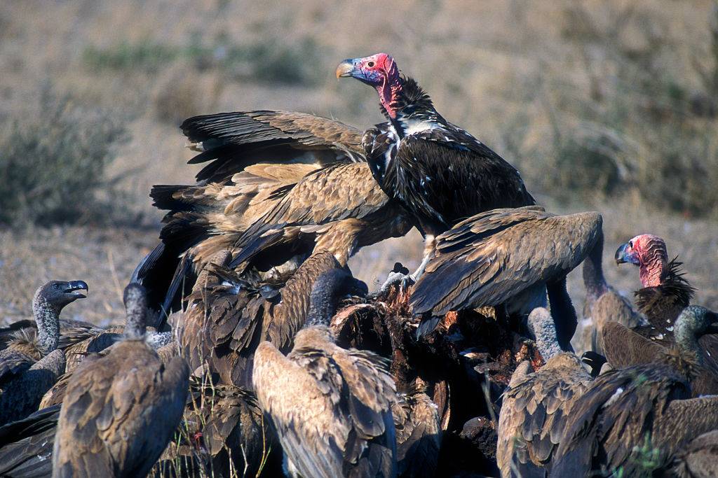 South Africa’s largest vulture relocation project hailed as a success ...