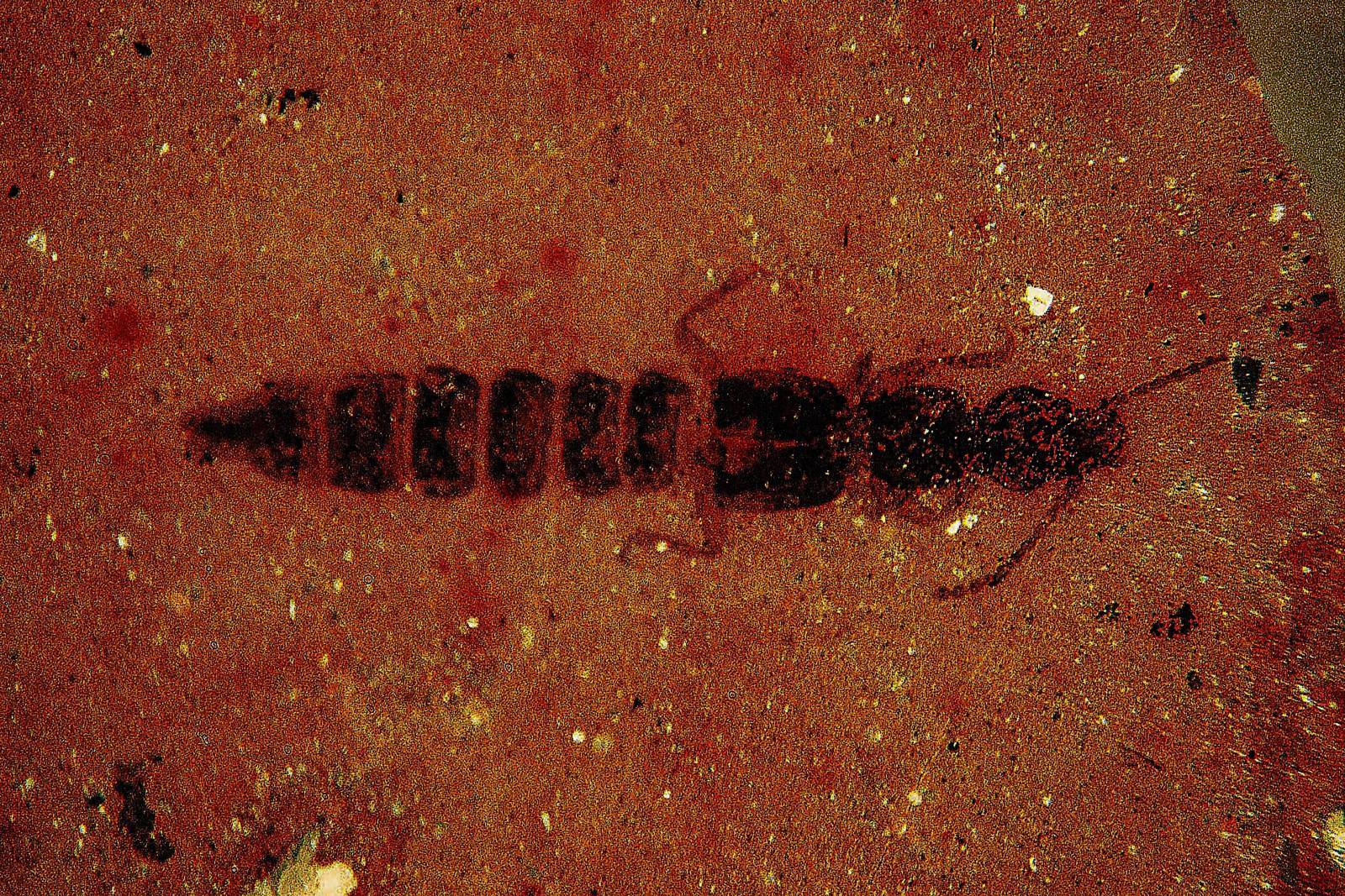 Wits team discover beetle that roamed alongside dinosaurs – The Mail ...