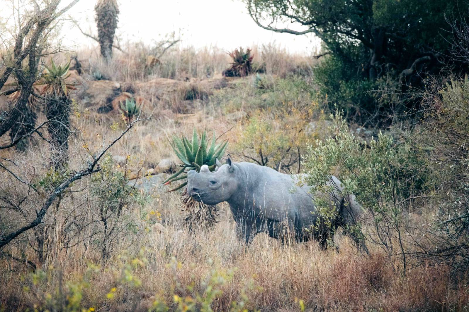 Meet the real rhino whisperers protecting black rhinos in KwaZulu-Natal ...