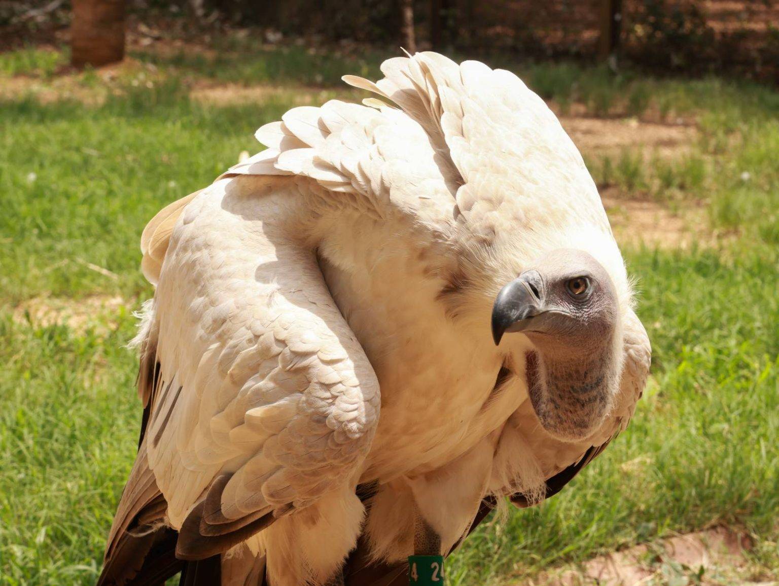 Pretoria Zoo’s Cape vultures take flight to protect vulnerable species ...