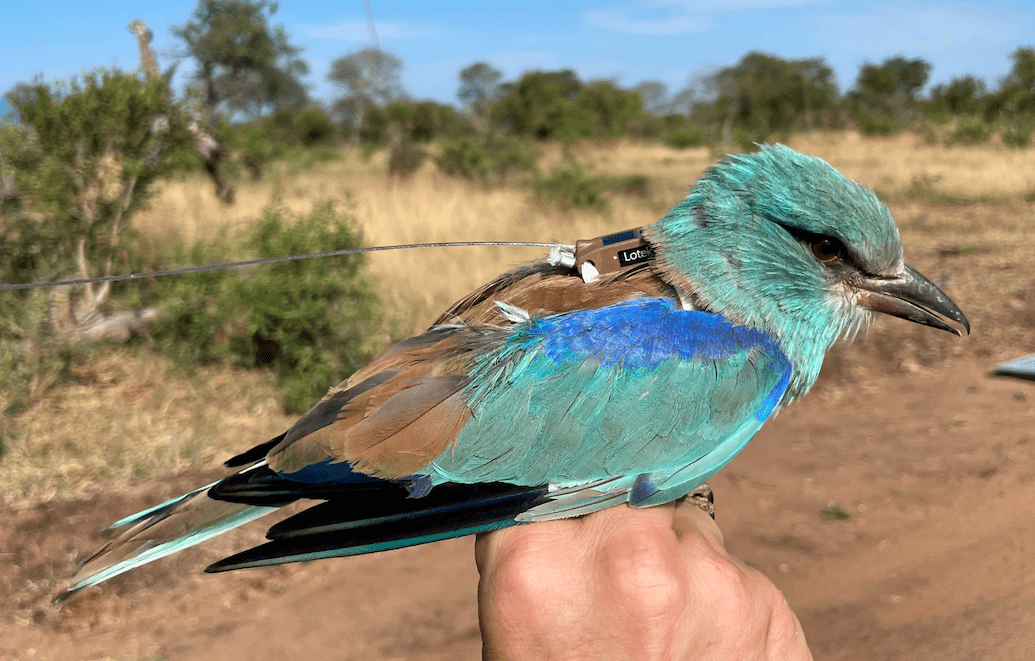 Hera the European roller’s epic migration uncovers new flight paths for ...