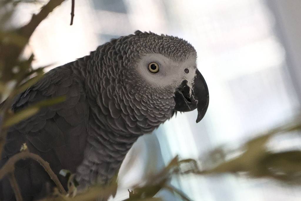 The parrot trade boom: Risks and consequences for endangered species ...