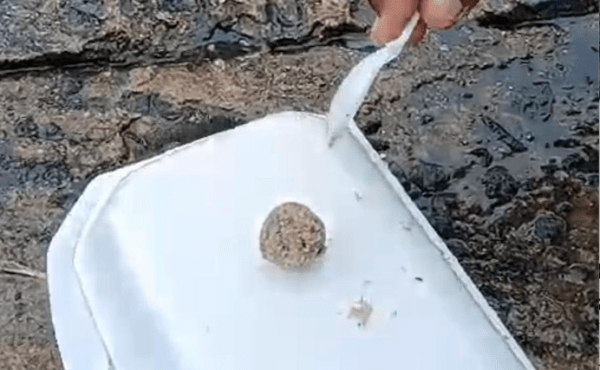 Mystery ‘balls’ on Umhlanga beaches are fat, not poop – The Mail & Guardian