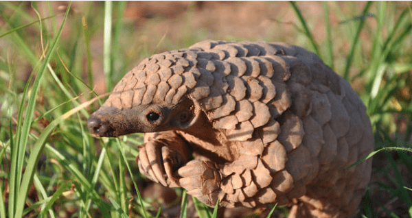 South Africa’s pangolins face rising threat as illegal trade grows ...