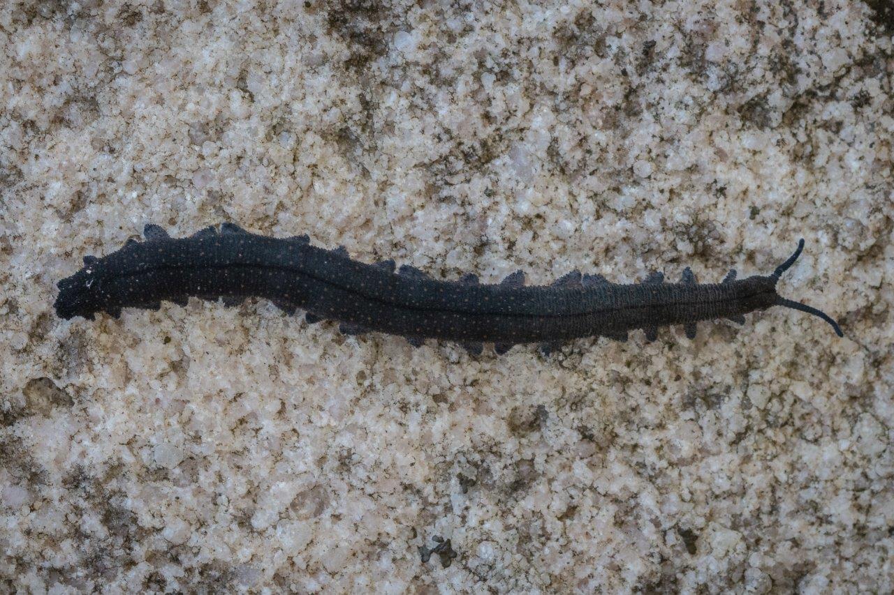 Living ‘fossil’ found: Rare velvet worm species named after teenage ...