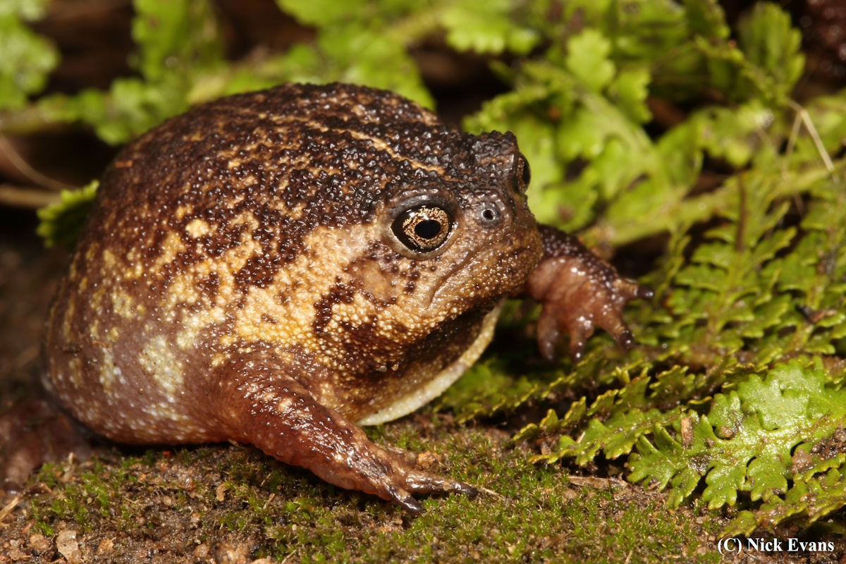 New species of rain frog discovered in SA – The Mail & Guardian
