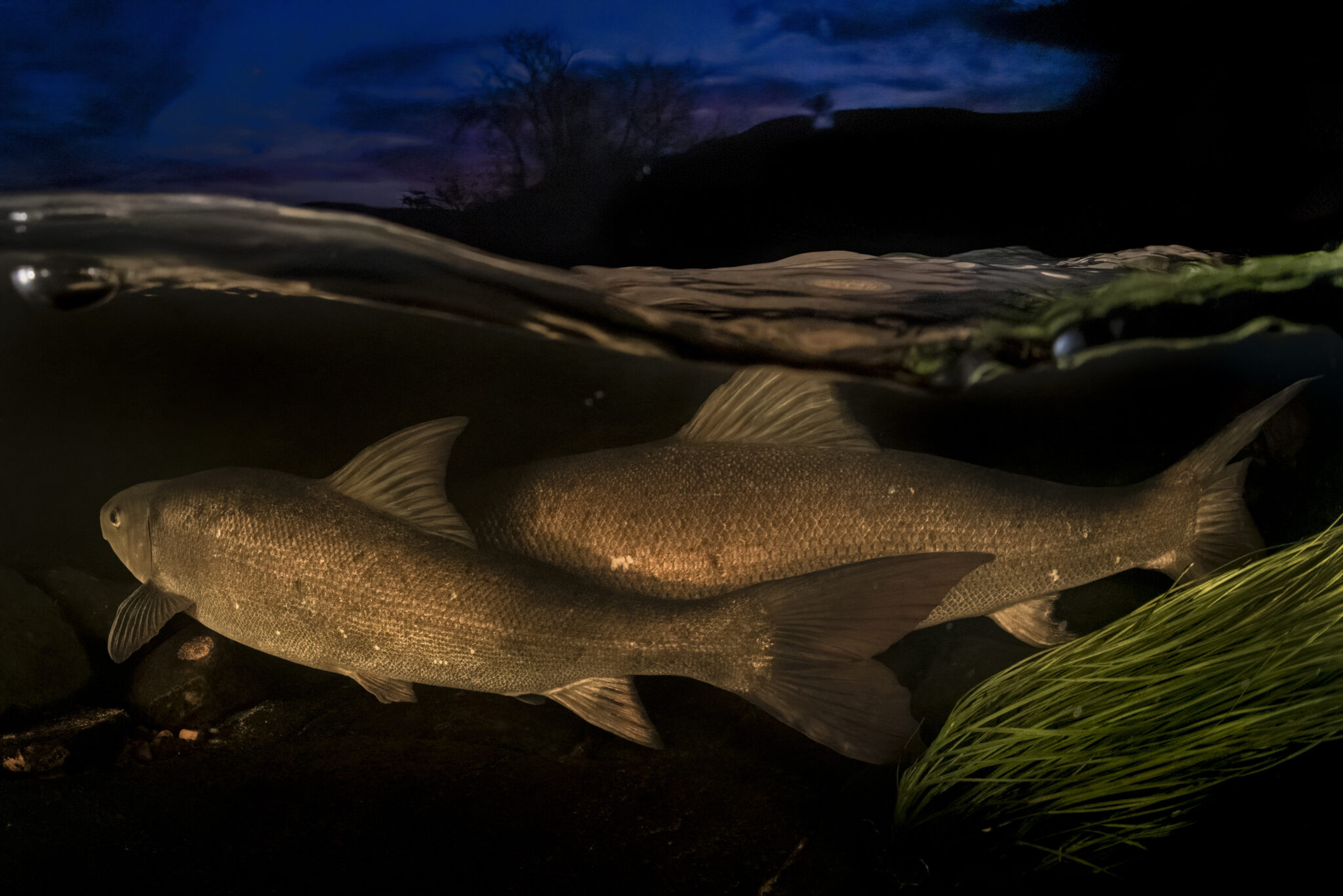 Africa’s freshwater fish crisis: 26% of species threatened with ...