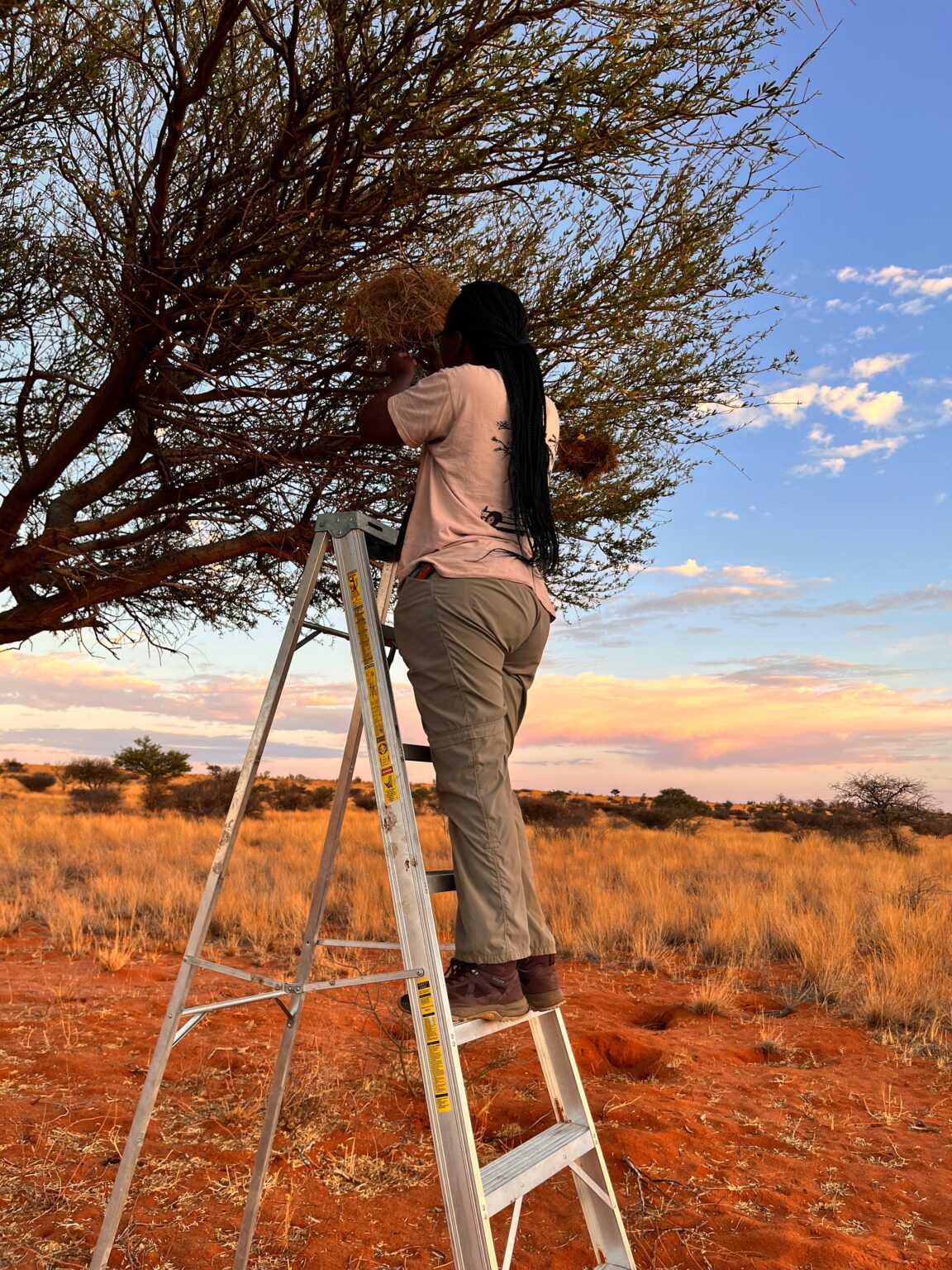 Sparrow-weaver nests help shape bird biodiversity in the southern ...