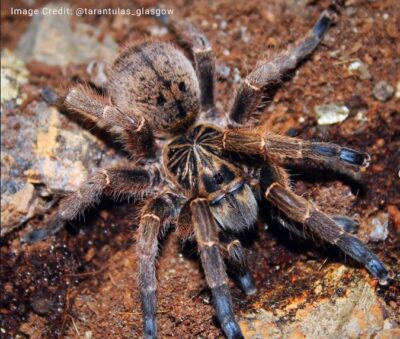 Blue-footed baboon spider targeted by exotic pet trade despite low ...
