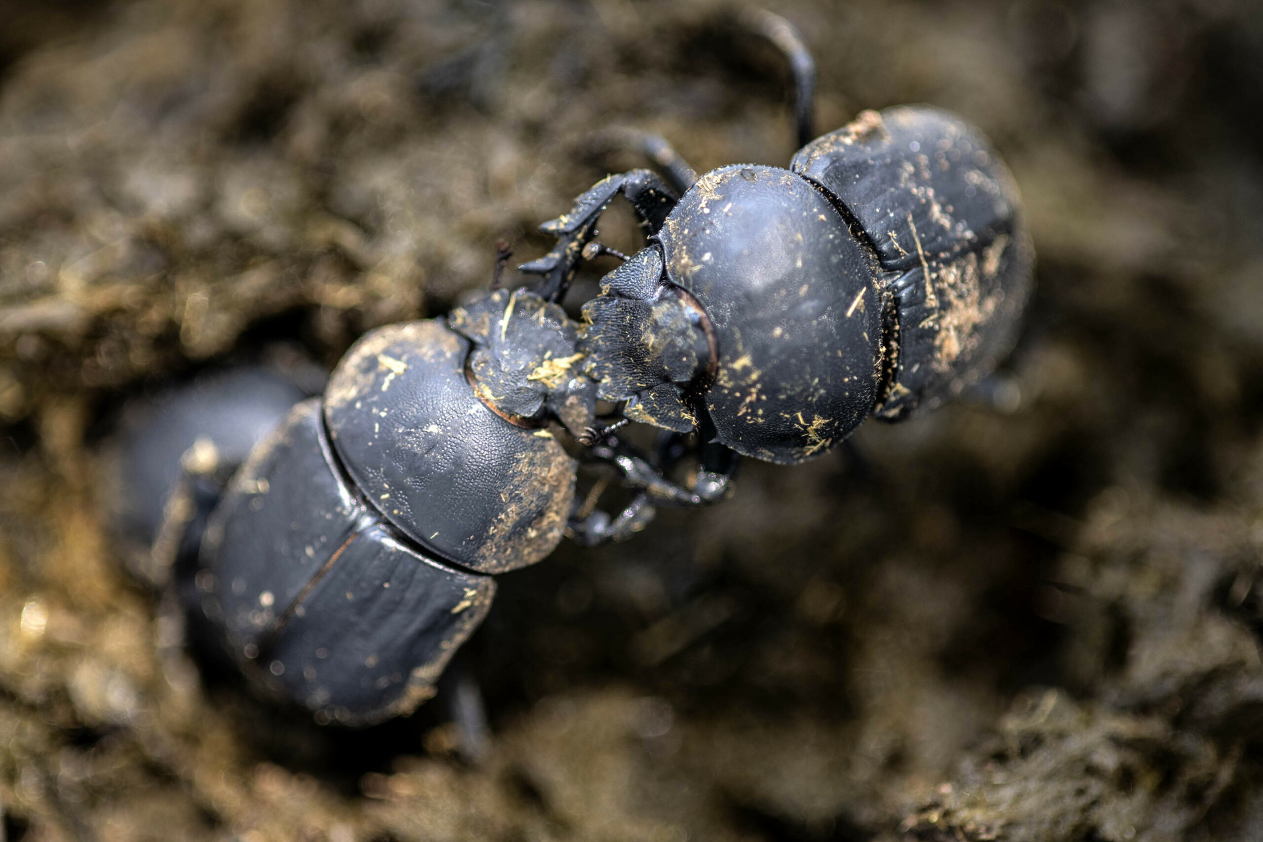 Our destiny depends on the survival of insects - The Mail & Guardian