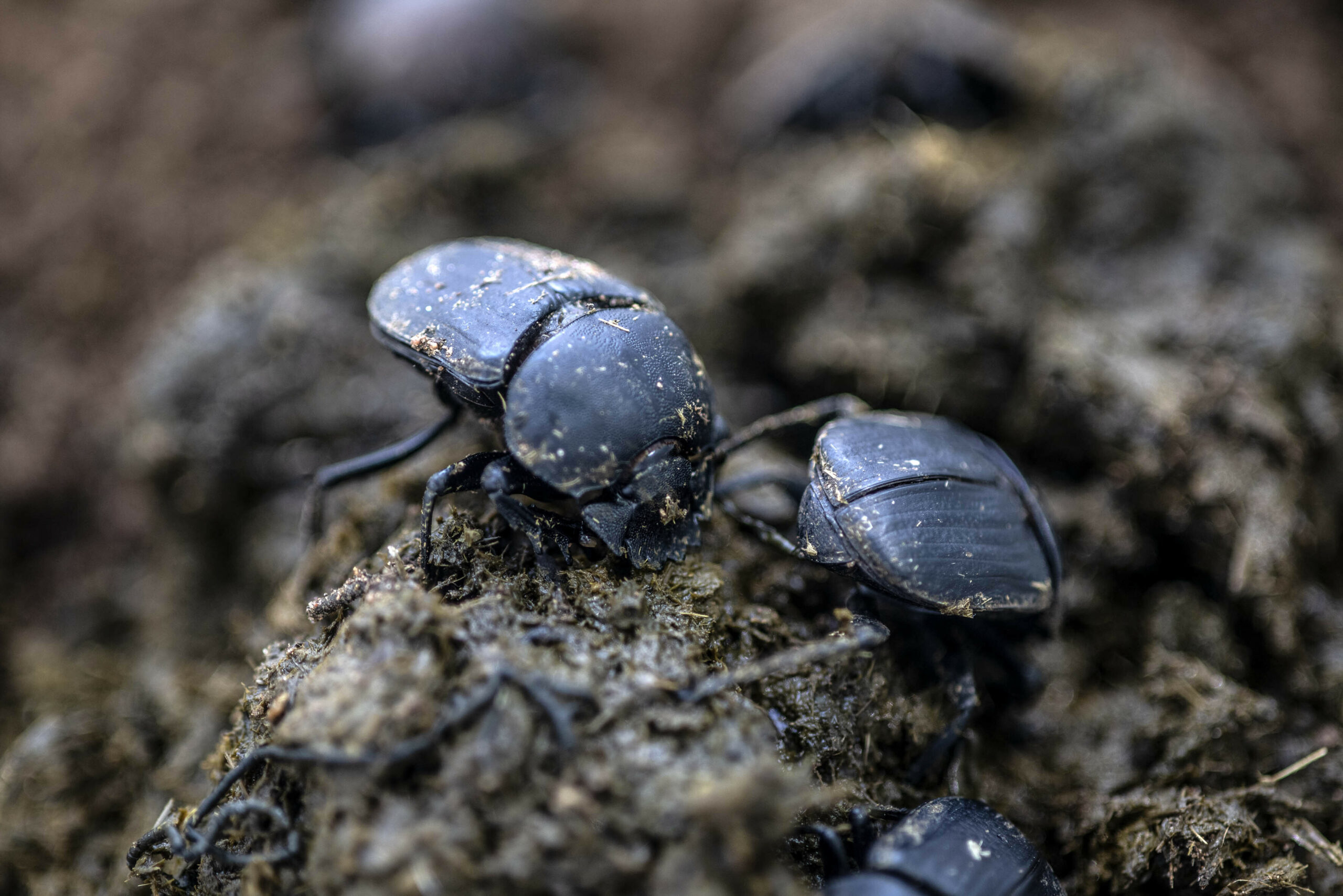 Our destiny depends on the survival of insects - The Mail & Guardian